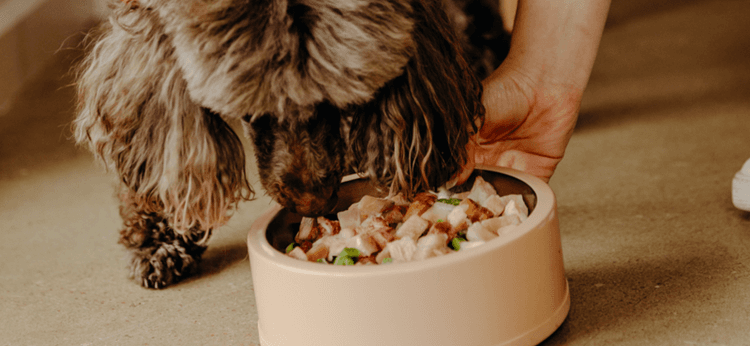Maev | Raw dog food made easy.
